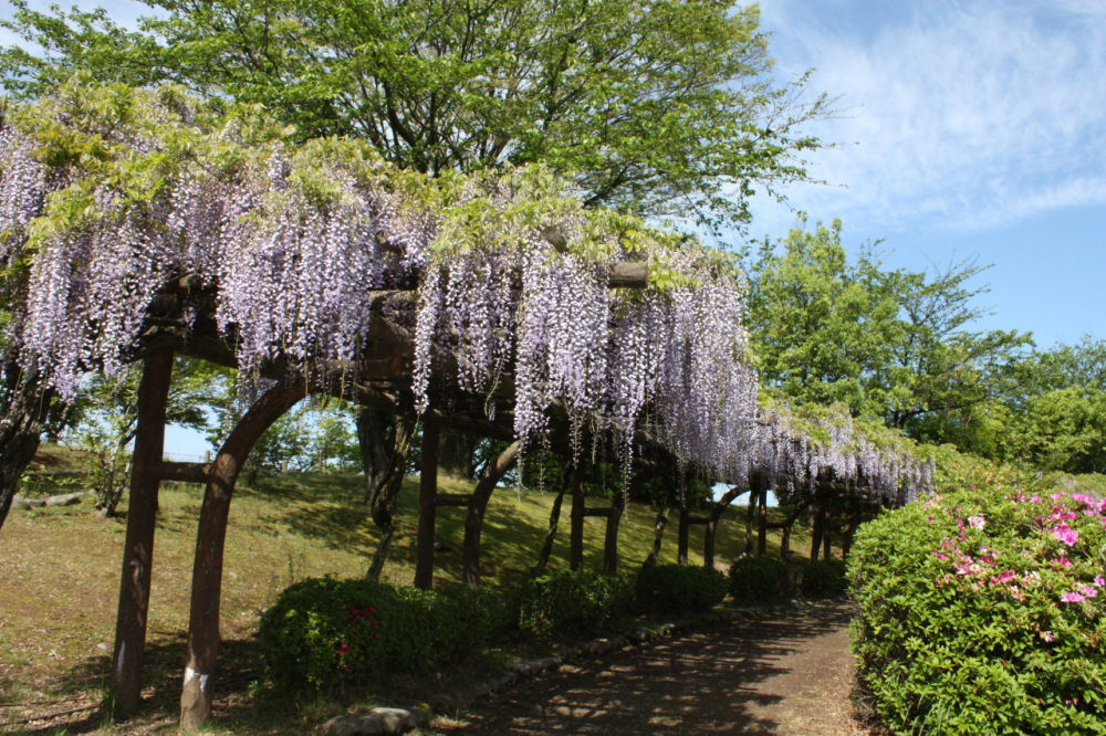 石川県 藤の名所特集！｜特集｜【公式】石川県の観光/旅行サイト「ほっと石川旅ねっと」