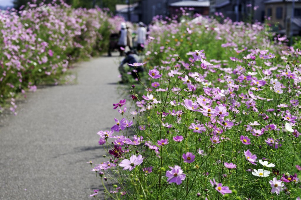石川県 コスモスの名所特集！｜特集｜【公式】石川県の観光/旅行サイト「ほっと石川旅ねっと」
